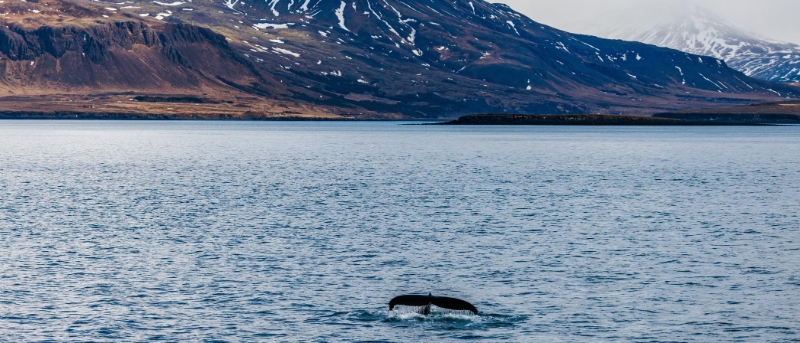 Icelandic Experience , South Shore & Reykjavik | Tours | Air Canada ...
